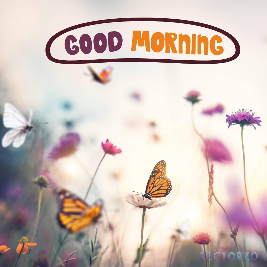 45+ good morning cute images with Free download in 2024
