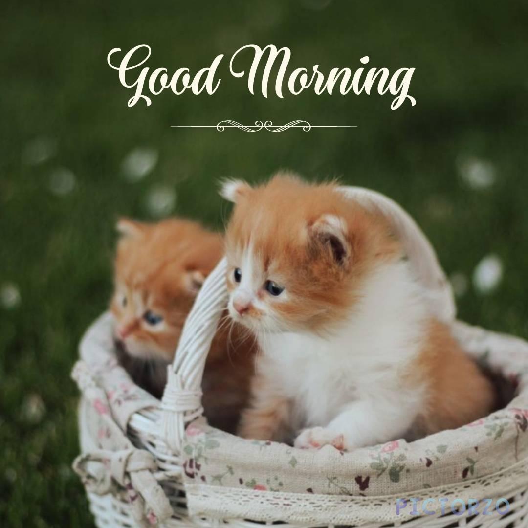 45+ good morning cute images with Free download in 2024