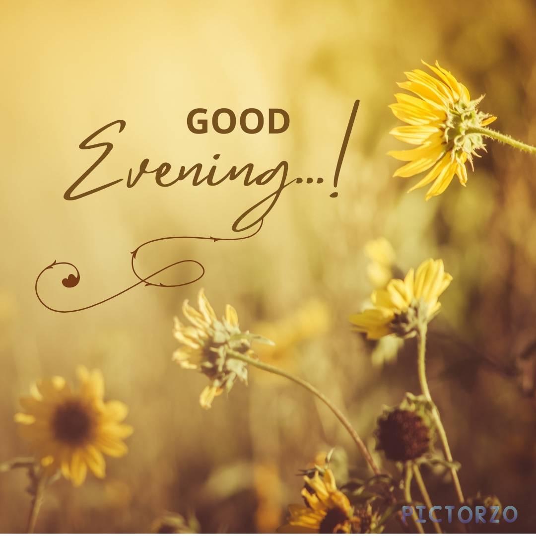 76+ Good Evening Flowers Images are the latest images