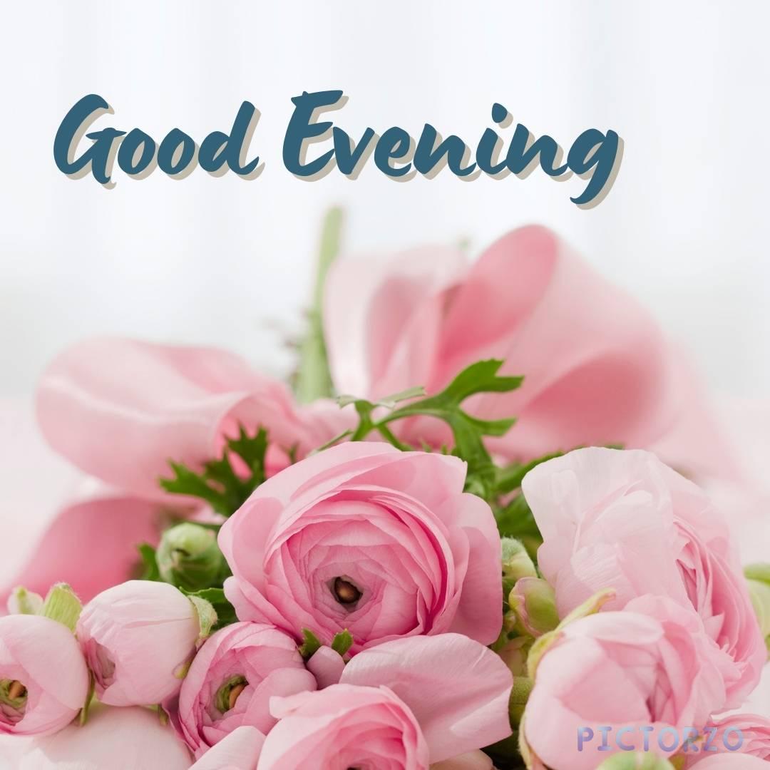 76+ Good Evening Flowers Images are the latest images