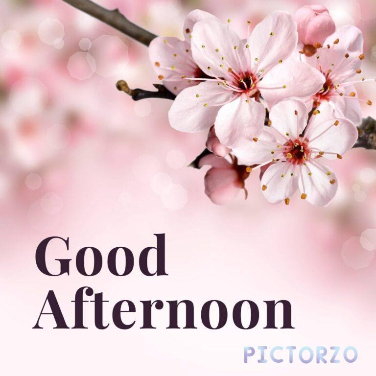 Good Afternoon Flower Images for Beautiful Floral Greetings