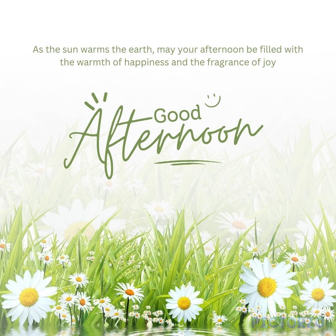 Good Afternoon Flower Images for Beautiful Floral Greetings