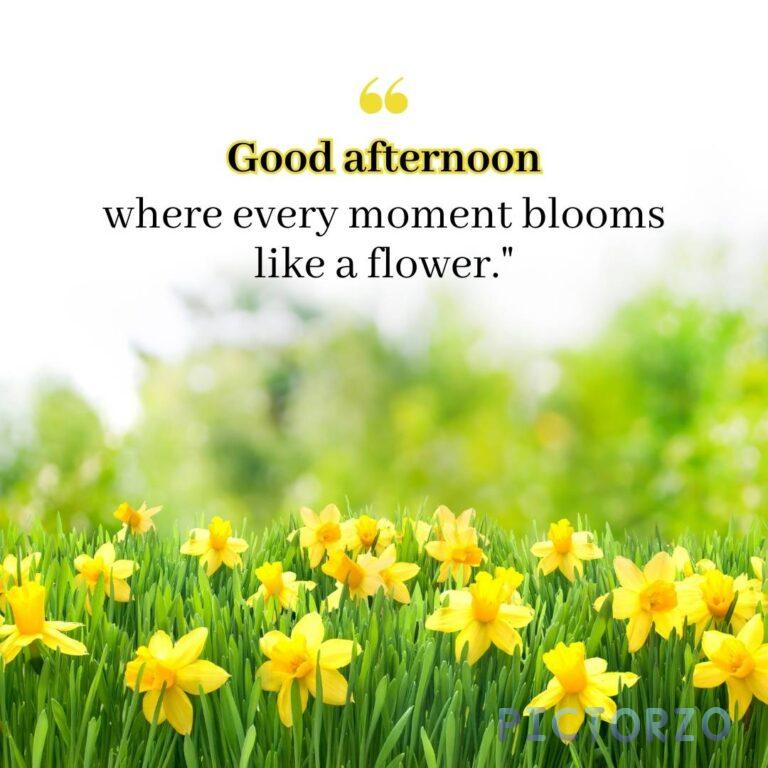 Good Afternoon Flower Images for Beautiful Floral Greetings